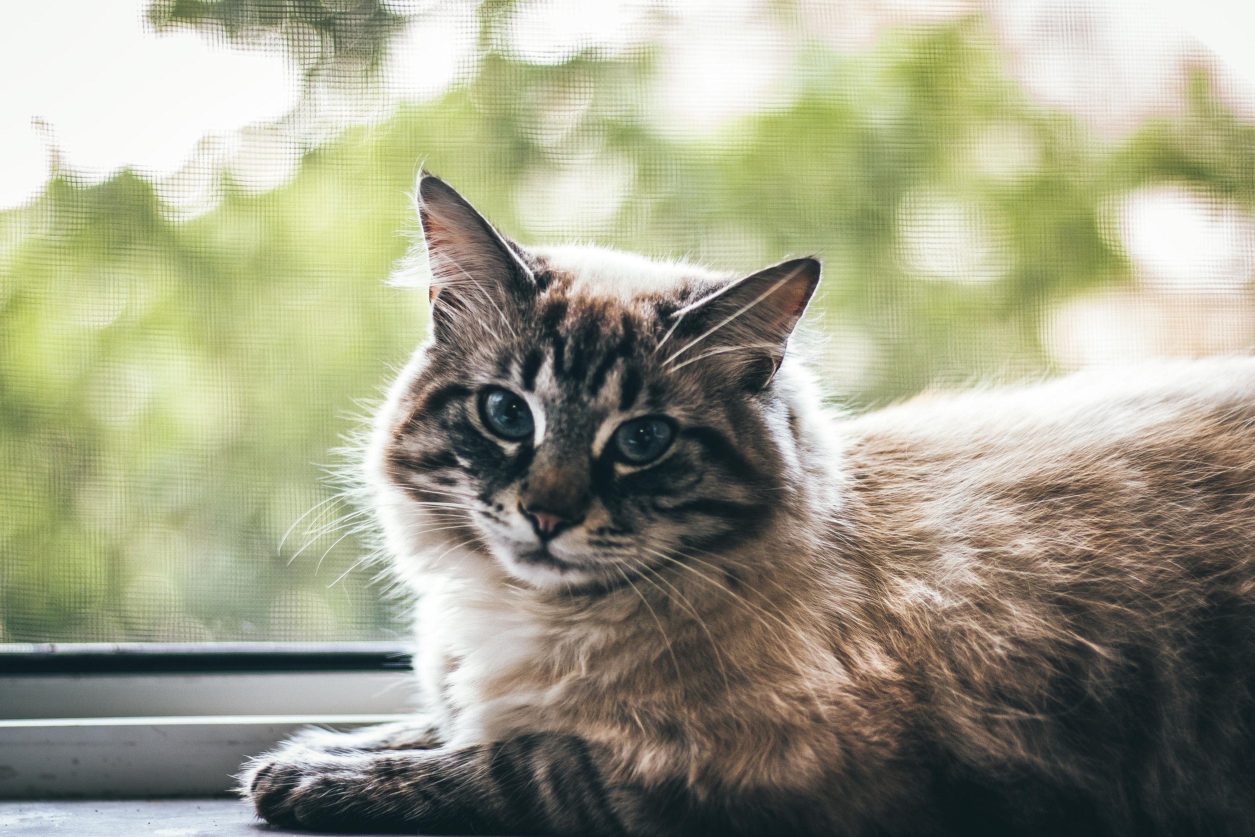 The 10 Best Animals for Apartments and Tiny House Living