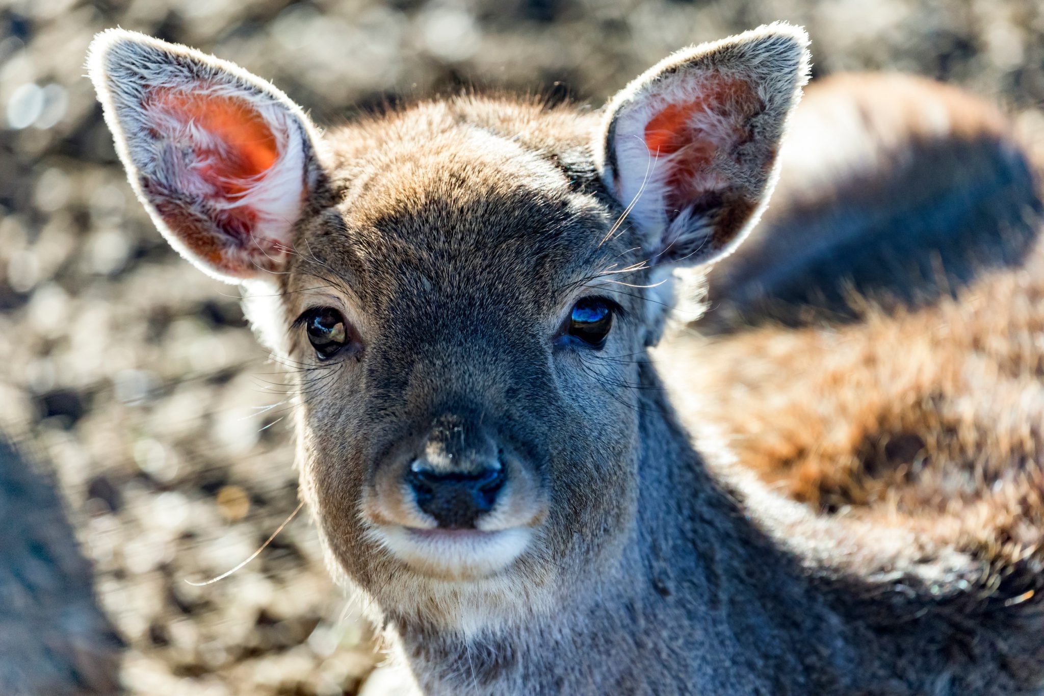 If You Have These 6 Traits You're A "Baby Reindeer"